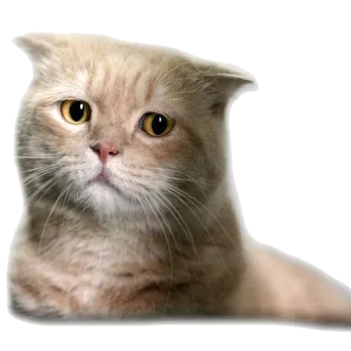 AnimalPhotoEmoji - Sticker pack for WhatsApp