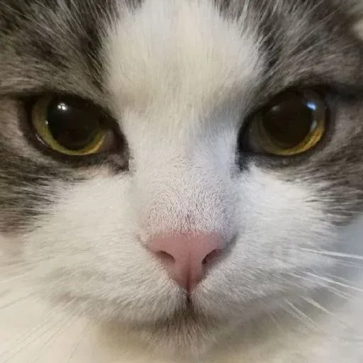 Atlas - Sticker pack for Telegram