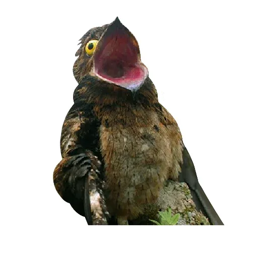 potoo - Sticker pack for WhatsApp