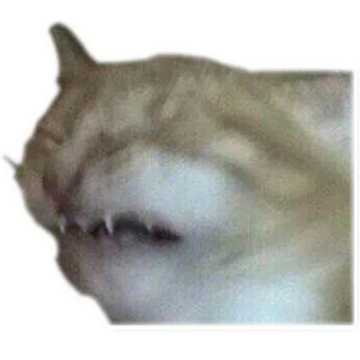 Awkward Animals - Sticker pack for WhatsApp