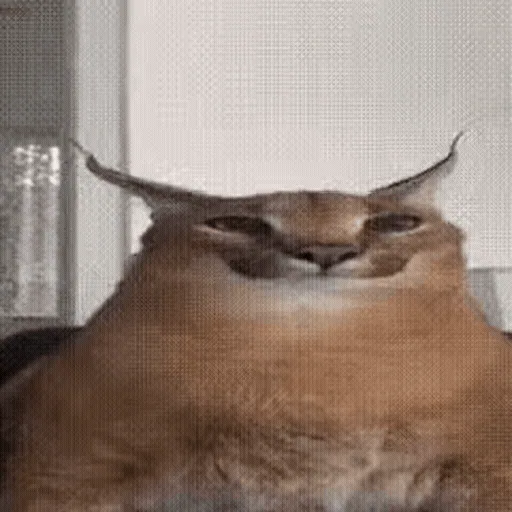 Floppa - Compilaciones de Whatsapp Stickers