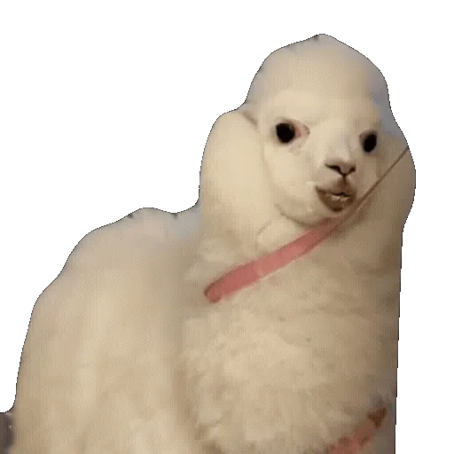 Llama - Compilations of Whatsapp Stickers