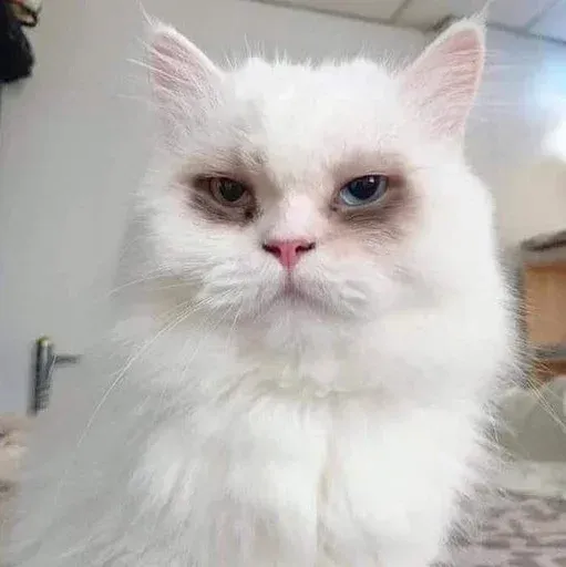 Devon's Pack. - Sticker pack for WhatsApp