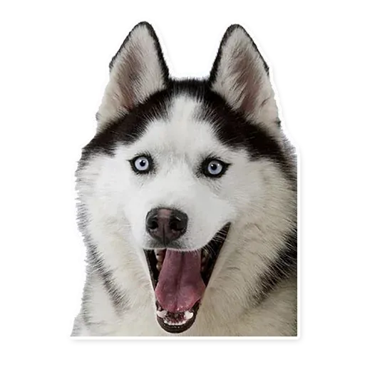 HuskyPlanet Official Stickers - Sticker pack for WhatsApp