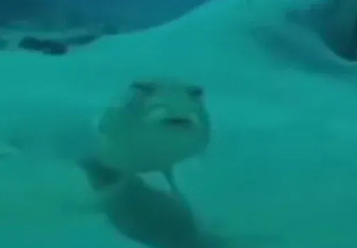 Ikan dongo - Sticker pack for WhatsApp