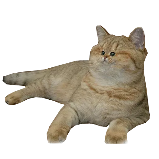 kotiki_huyotiki - Sticker pack for WhatsApp