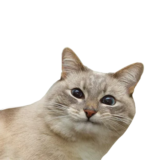 kot blini - Sticker pack for Telegram