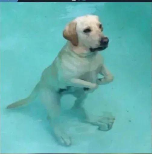 Lobinhoooo 2 - Sticker pack for WhatsApp