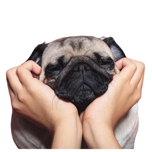 Meet The Pugs ( @Perkovec ) - Sticker pack for WhatsApp