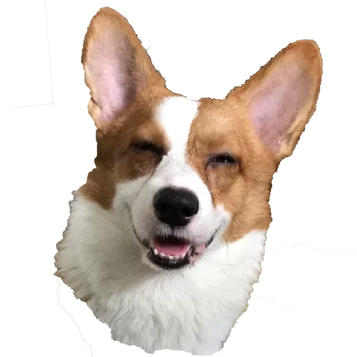 Nugget the Corgi - Paquete de stickers para WhatsApp