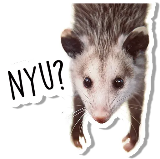 Opossum - Sticker pack for WhatsApp