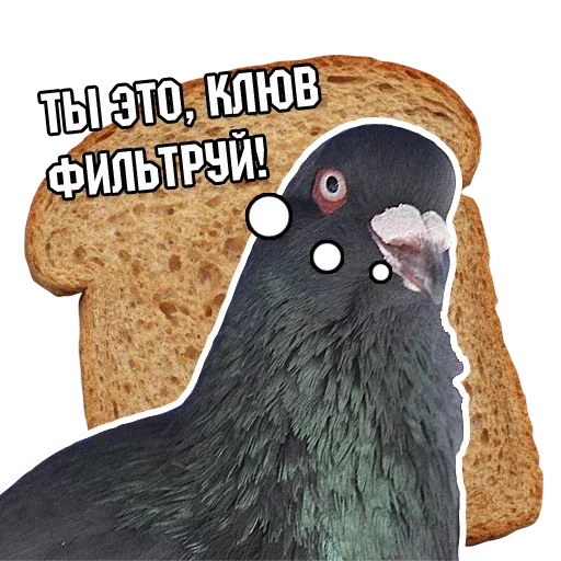 Pigeon and philosophy - Telegram 贴纸包