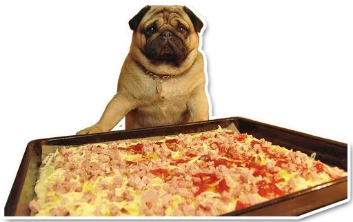 Pug - Sticker pack for WhatsApp