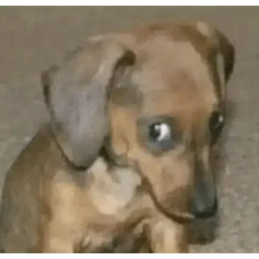 PERRITOS RANDOM😂 - Paquete de stickers para WhatsApp