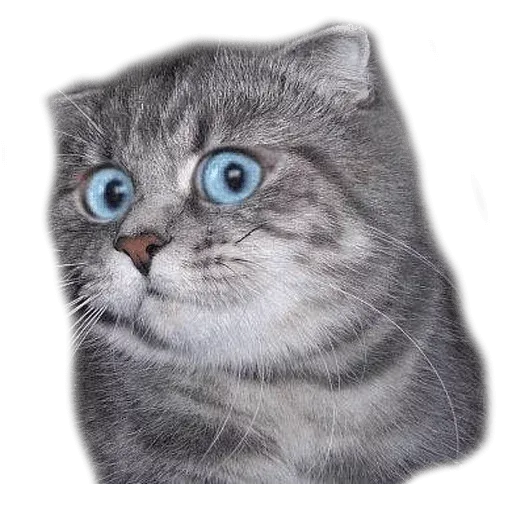 surprised cat - Sticker pack for WhatsApp