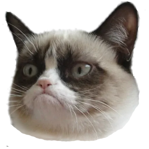 GrumpyCat - Sticker pack for WhatsApp