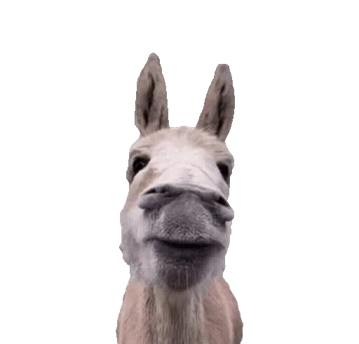 Donkey - Compilations of Whatsapp Stickers