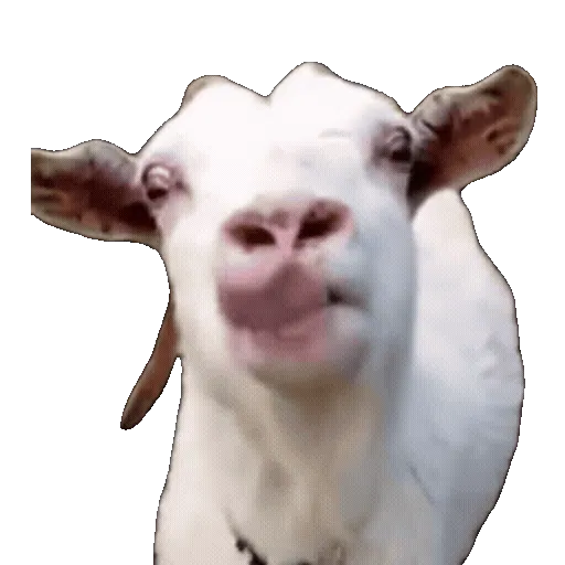 Goat - Compilations of Whatsapp Stickers
