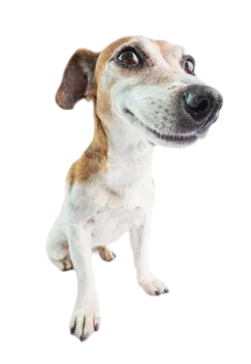 Timmy the Dogger | @Rosberth - Sticker pack for WhatsApp